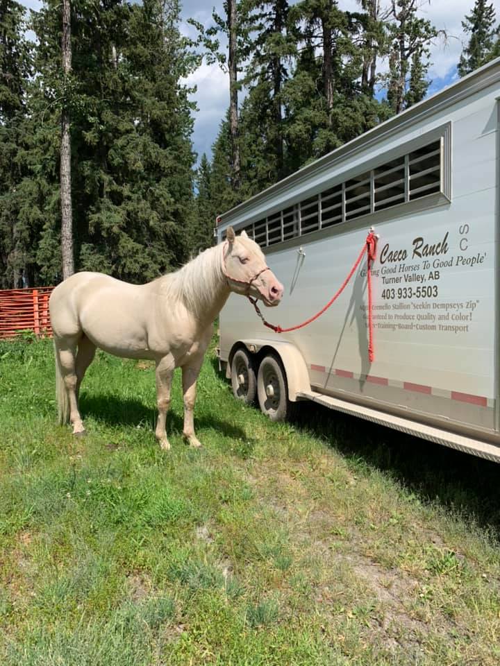 Caeco Ranch – Getting Good Horses to Good People